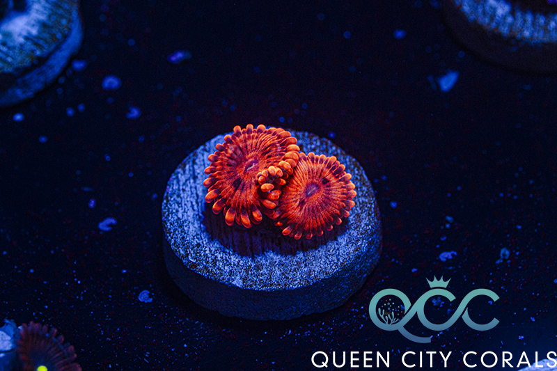 Absolute Chaos Zoa - (WYSIWYG) | Queen City Corals Absolute Chaos Zoa - (WYSIWYG) | Queen City Corals